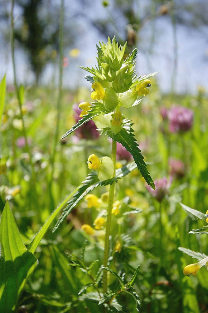 Wildflower meadow update – sowing Yellow Rattle seeds – Alleyfield ...